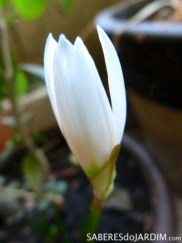 Lírios do Vento (Zephyranthes candida)