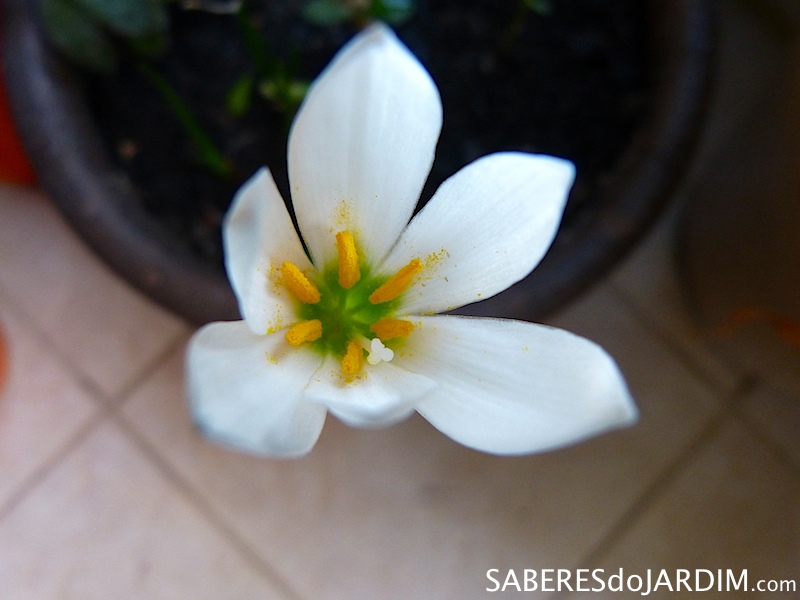 Lírios do Vento (Zephyranthes candida)