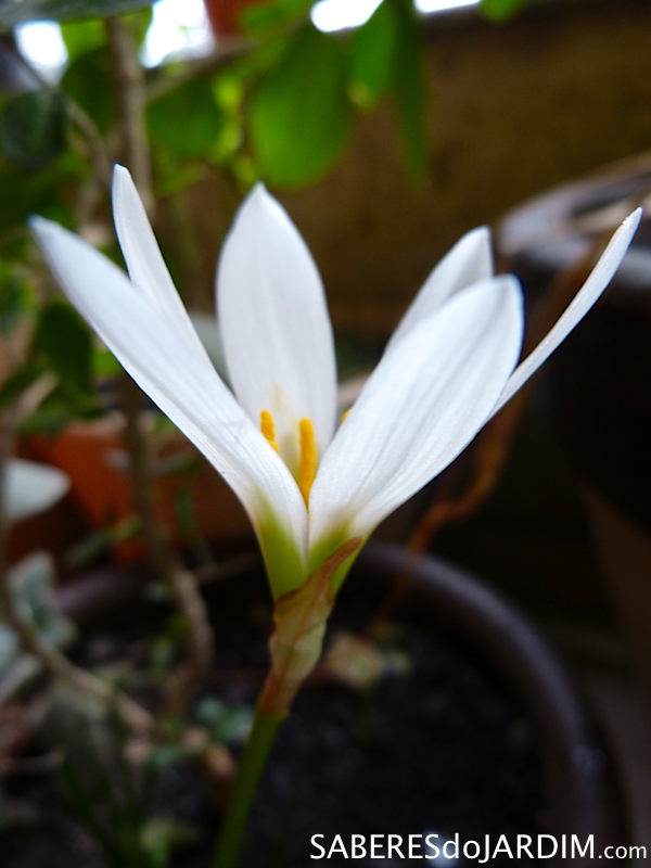 Lírios do Vento (Zephyranthes candida)