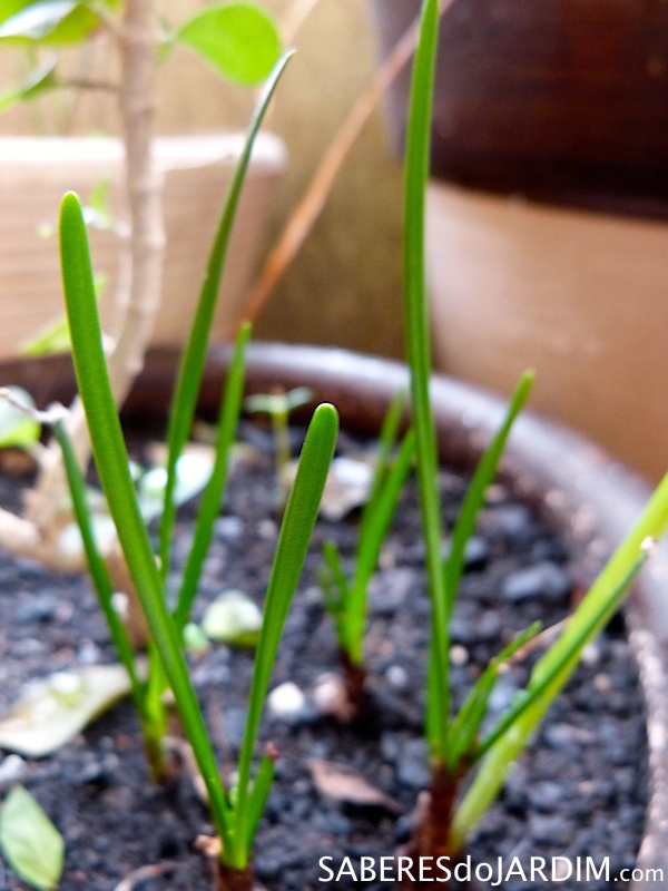 Lírios do Vento (Zephyranthes candida)