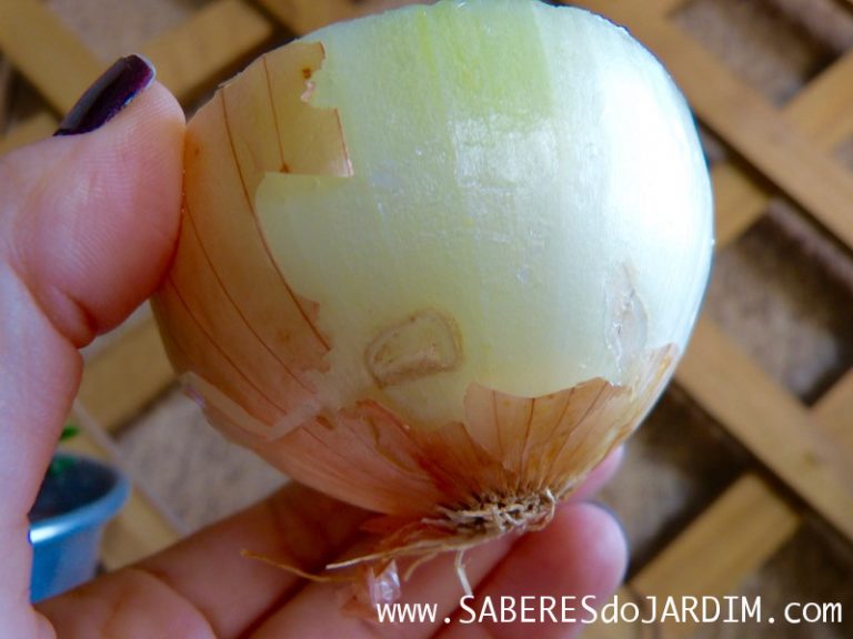 Como Plantar Cebola