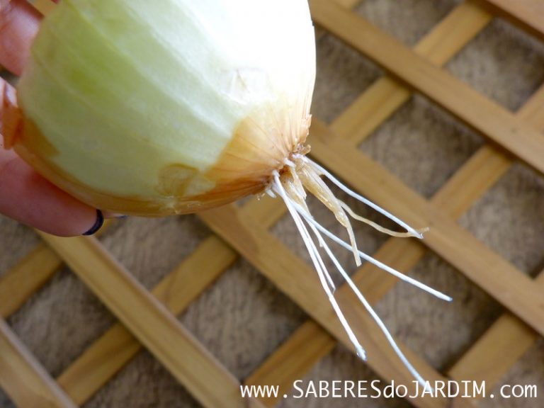 Como Plantar Cebola