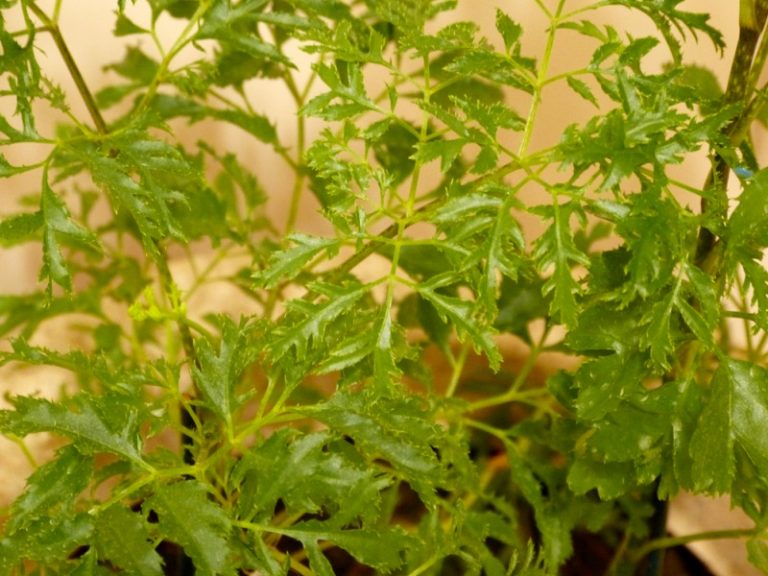 Árvore da Felicidade - Símbolo de Alegria, Amor e Boa Sorte