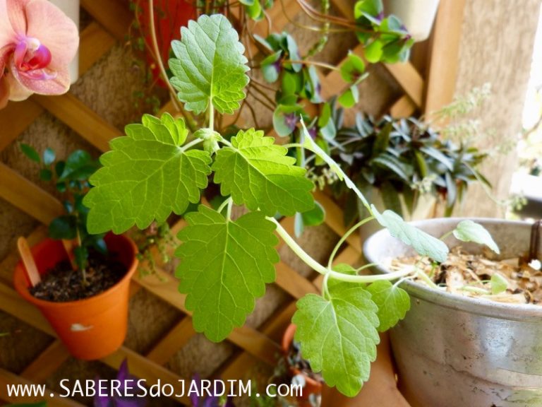 Erva do Gato, Catnip ou Gatária (Nepeta cataria)