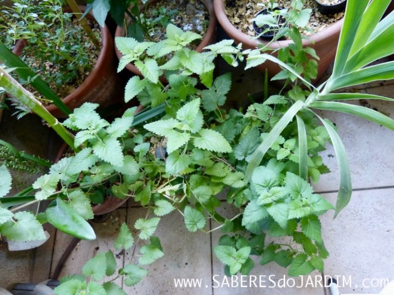 Erva do Gato, Catnip ou Gatária (Nepeta cataria)